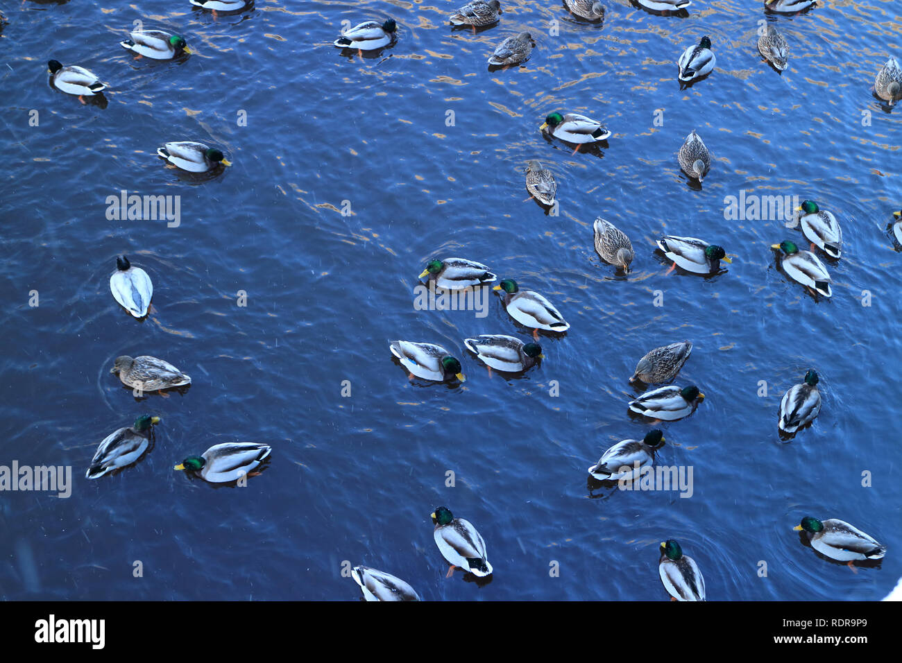 Top view drake mallard duck hi-res stock photography and images - Alamy