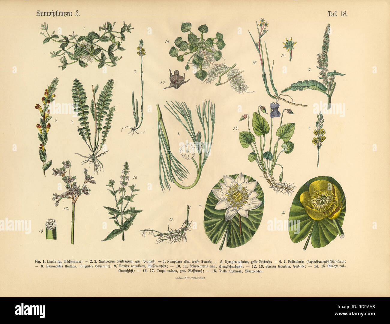 Drawings Of A Bog Plants