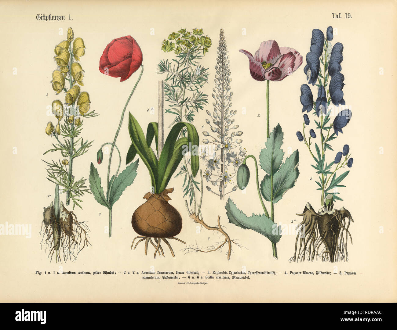Victorian wildflowers hi-res stock photography and images - Alamy