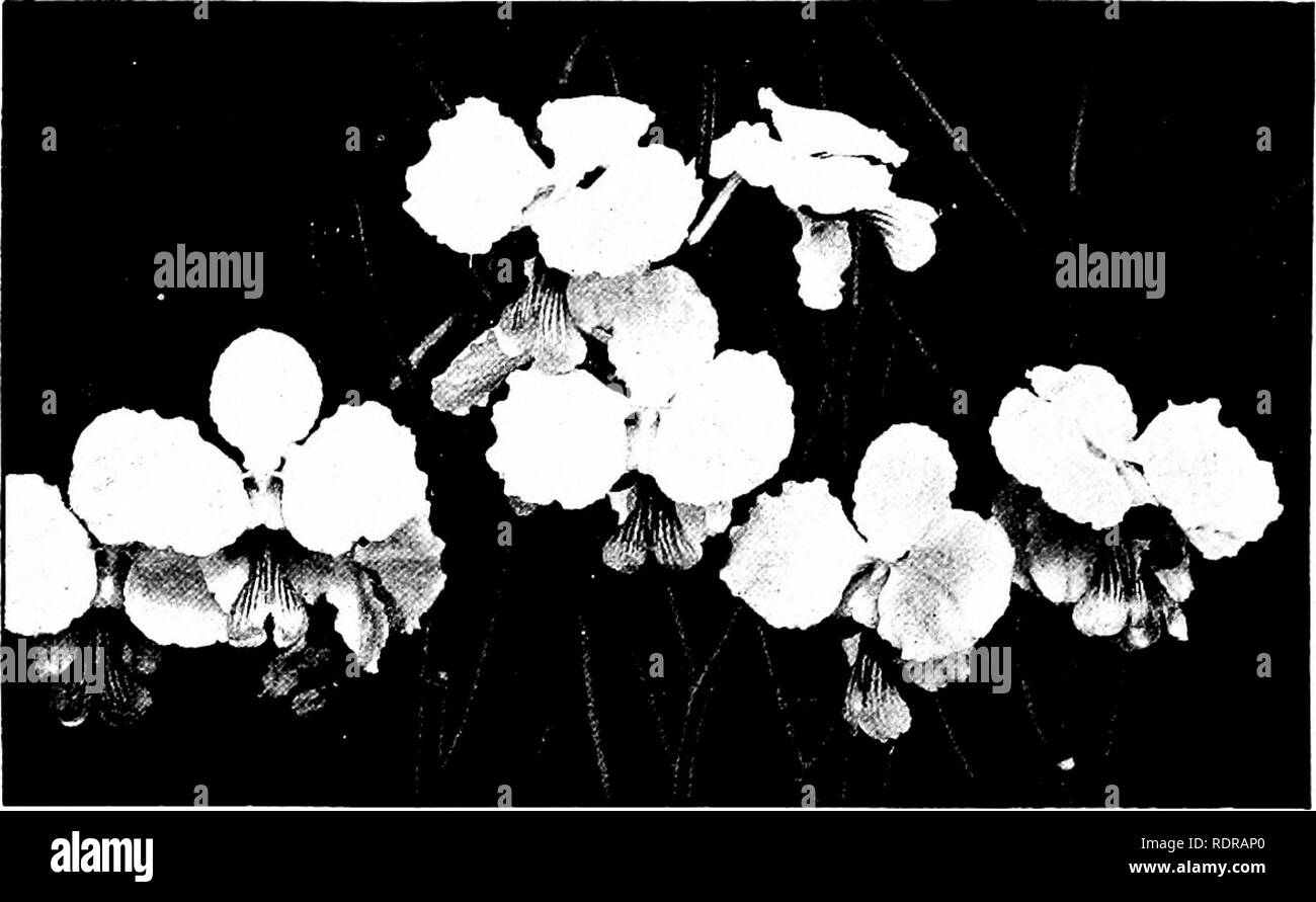 . Orchids: their culture and management. Orchids. 504 ORCHIDS l/anda ...