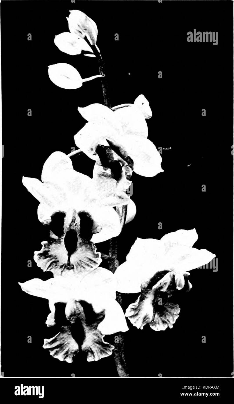 White phaius orchids Black and White Stock Photos & Images - Alamy