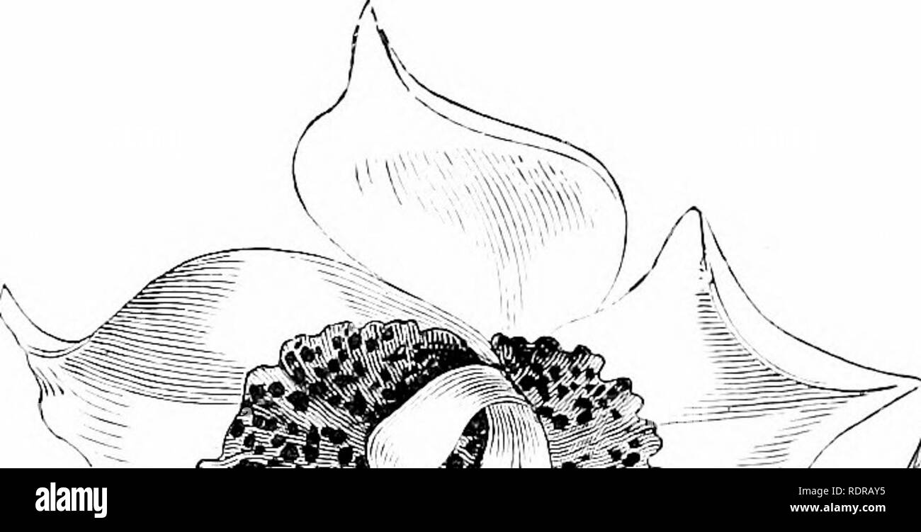 Firmer texture Black and White Stock Photos & Images - Alamy