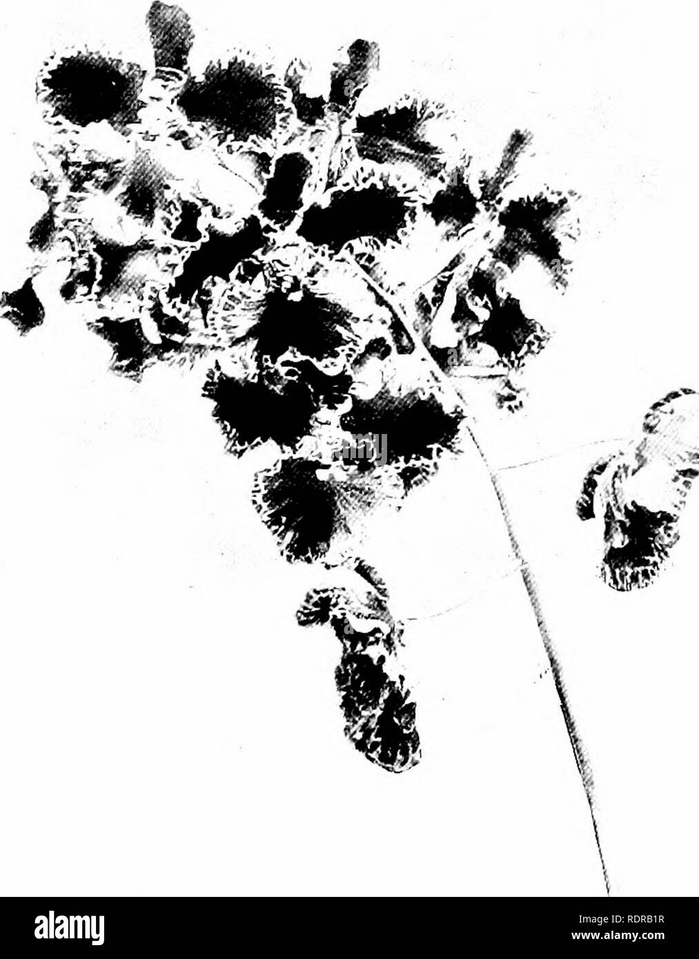 Lip shaped petals hi-res stock photography and images - Alamy