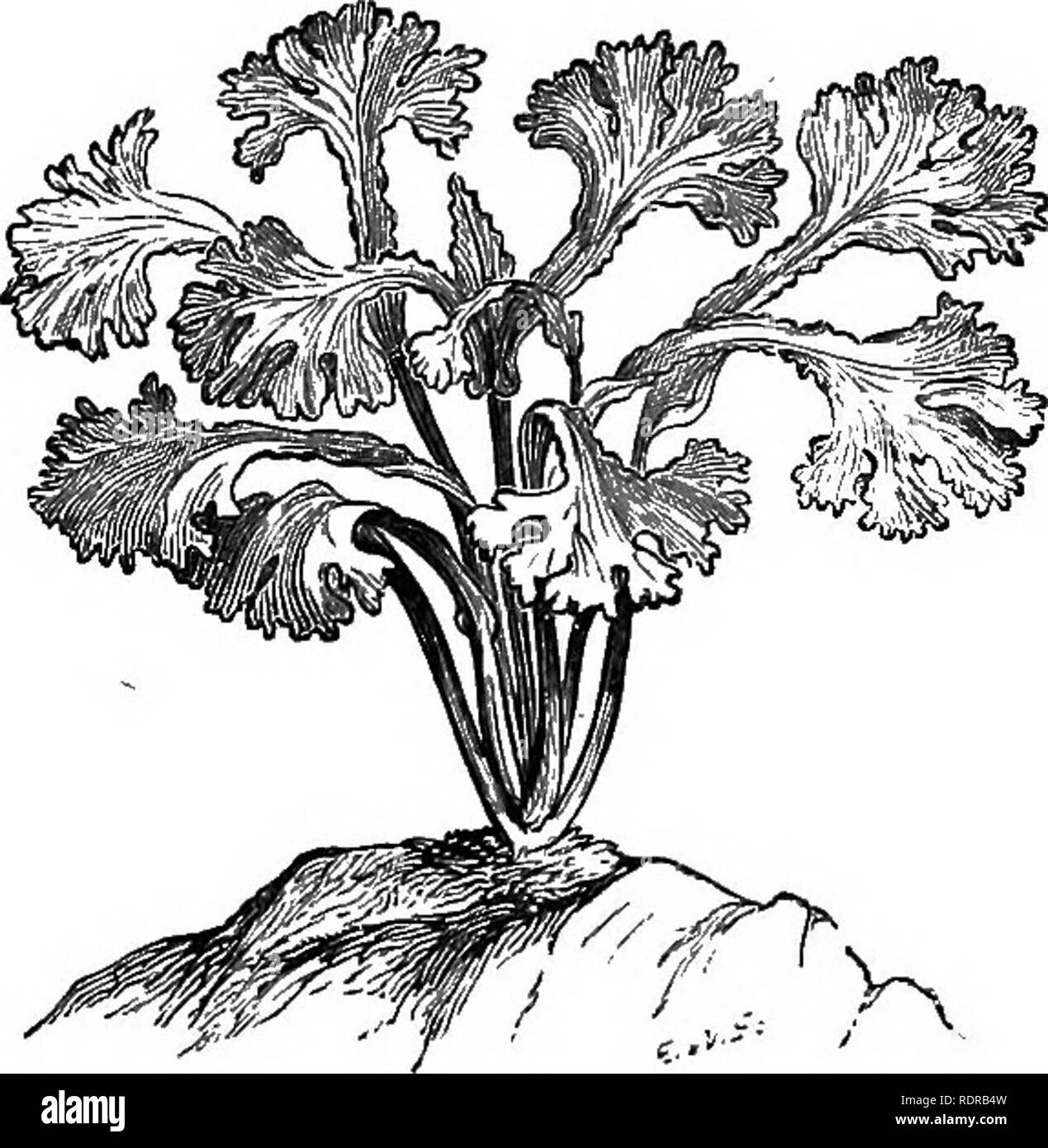 . The fern garden: how to make, keep, and enjoy it; or, Fern culture ...