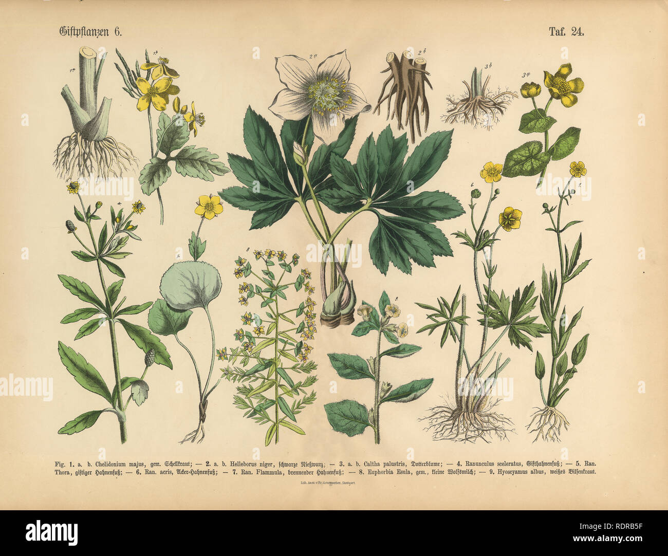 Poisonous and Toxic Plants, Victorian Botanical Illustration Stock ...
