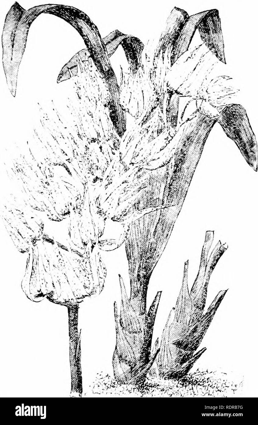 Genus mormodes hi-res stock photography and images - Alamy