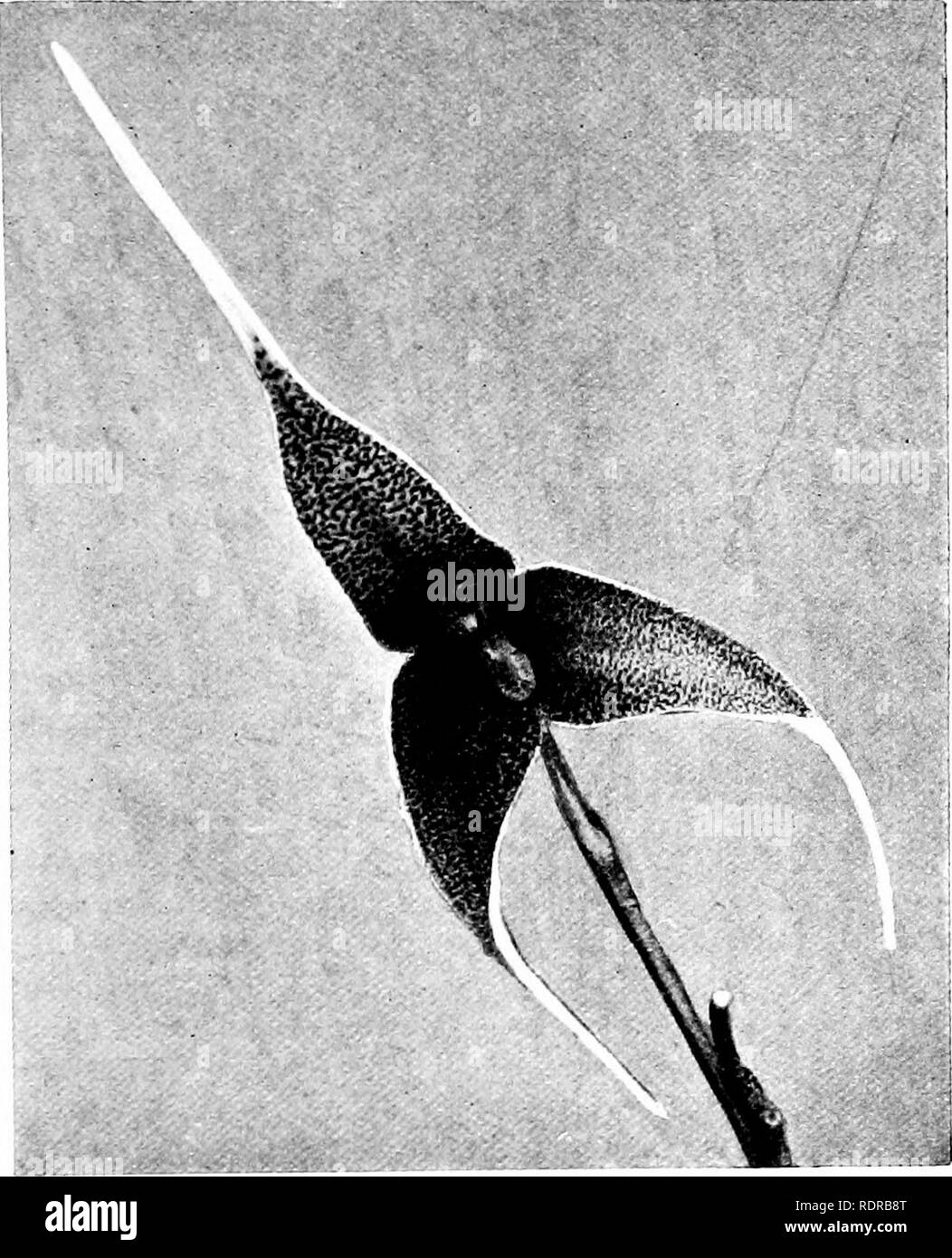 Large flowers like orchids Black and White Stock Photos & Images - Alamy