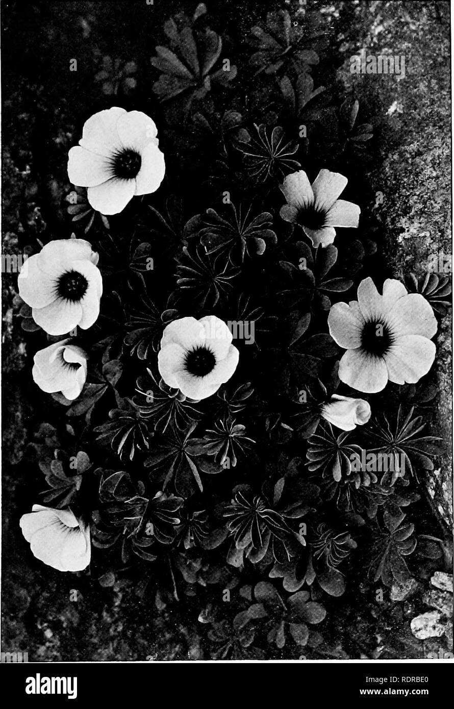 Reginald farrer Black and White Stock Photos & Images - Alamy