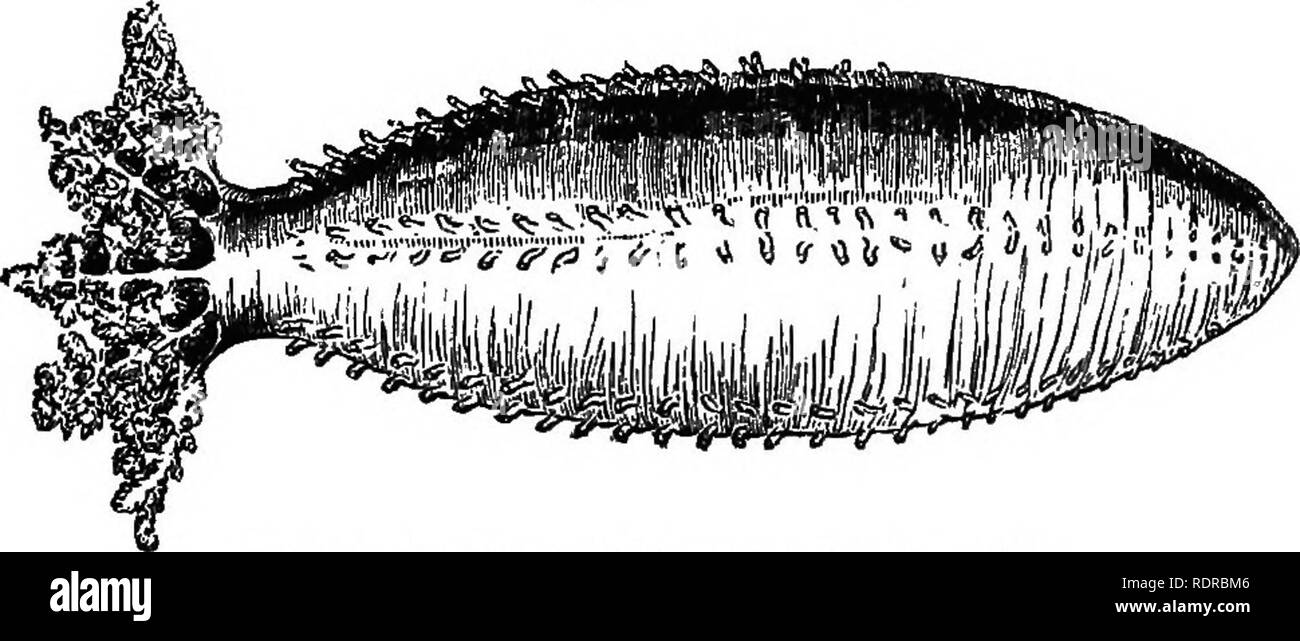 Spiny skinned hi-res stock photography and images - Alamy