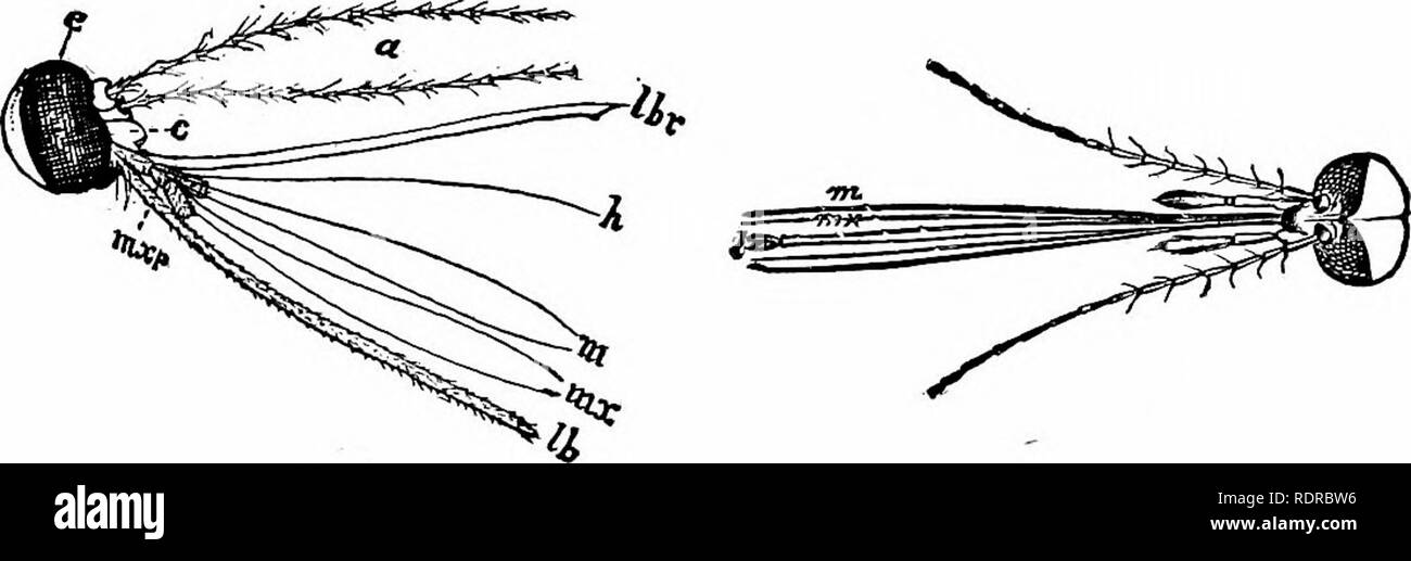 Rolled Up Larva High Resolution Stock Photography and Images - Alamy
