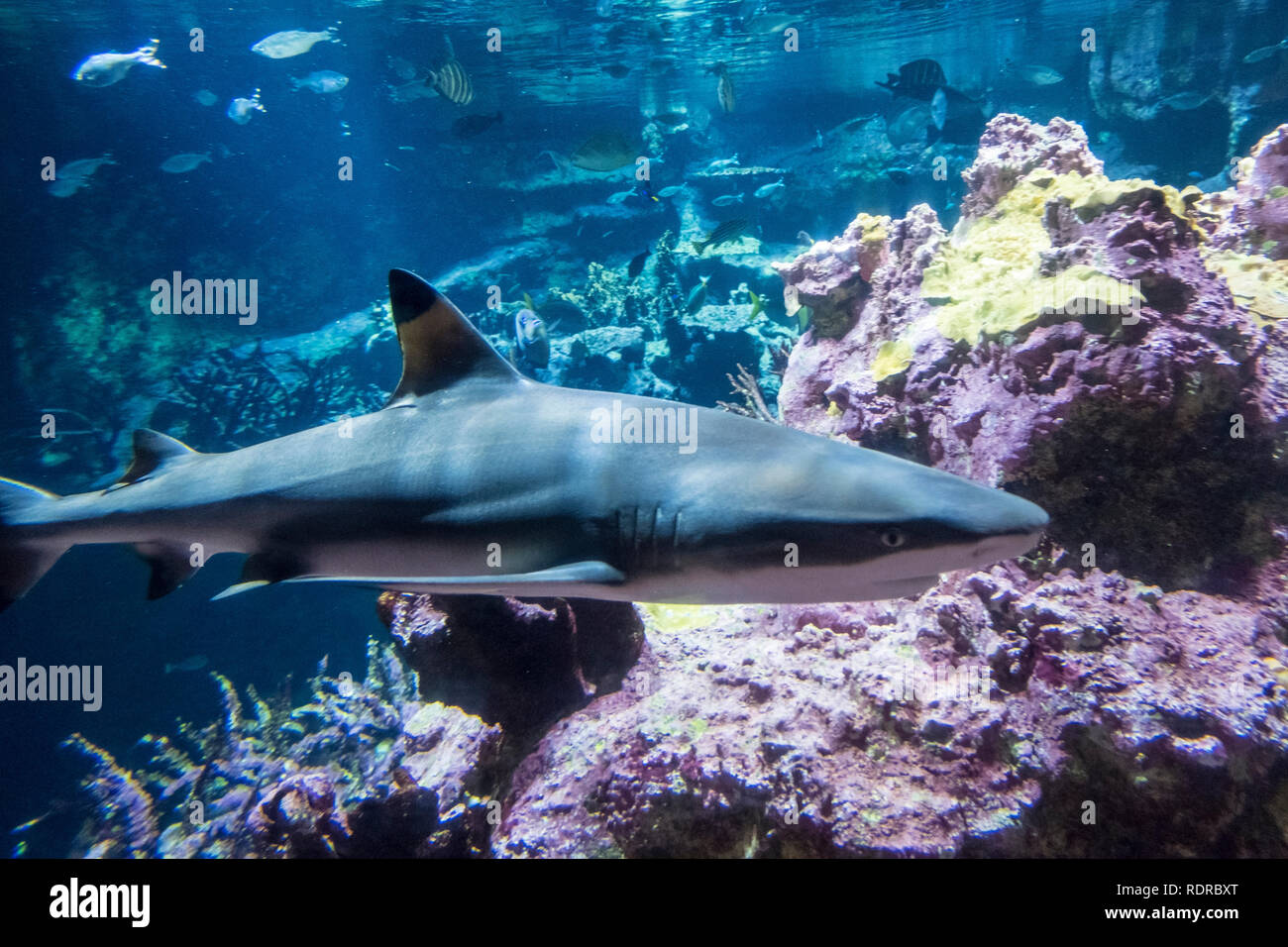 Aileron animal hi-res stock photography and images - Alamy