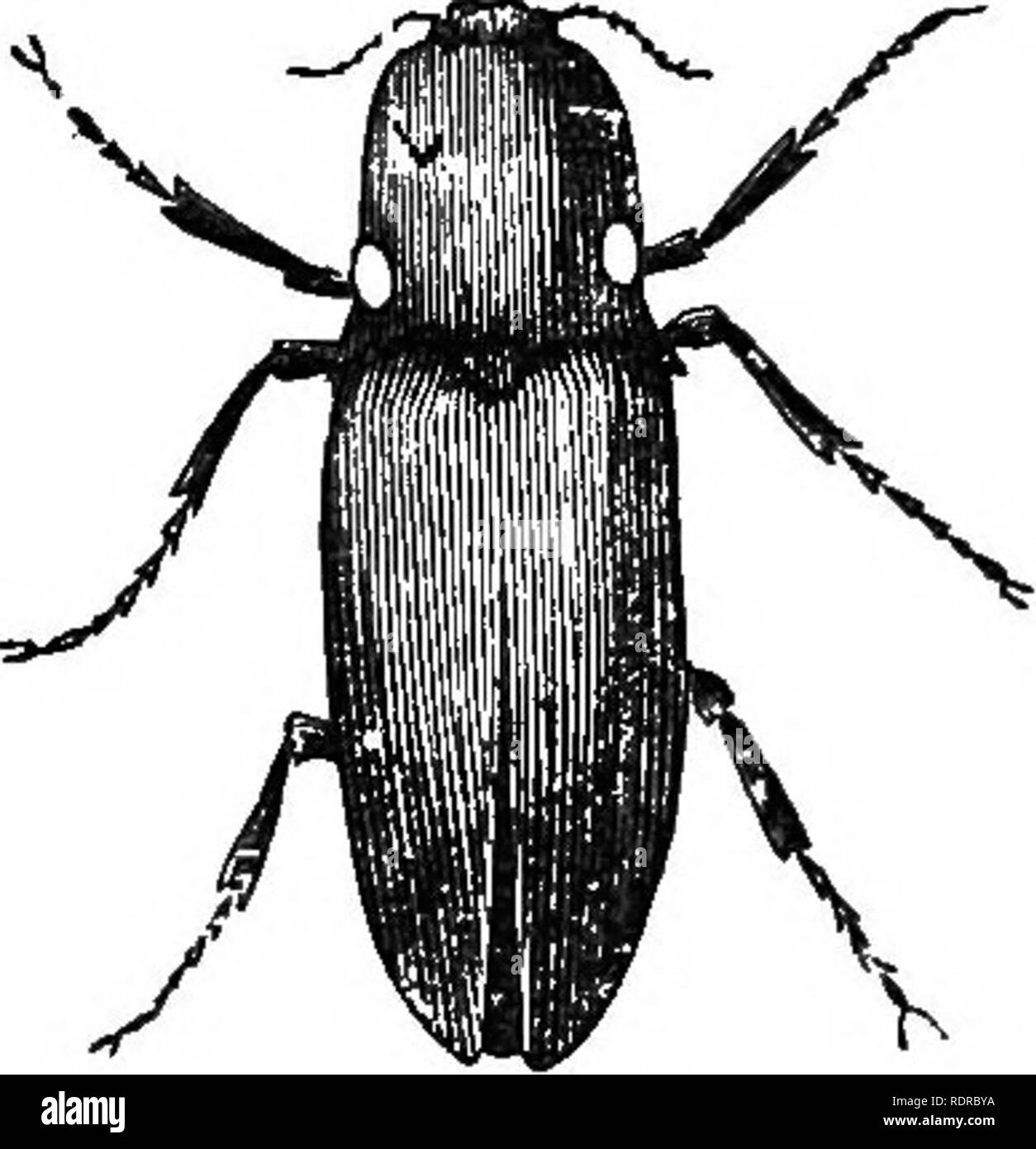 Snapping beetles hi-res stock photography and images - Alamy