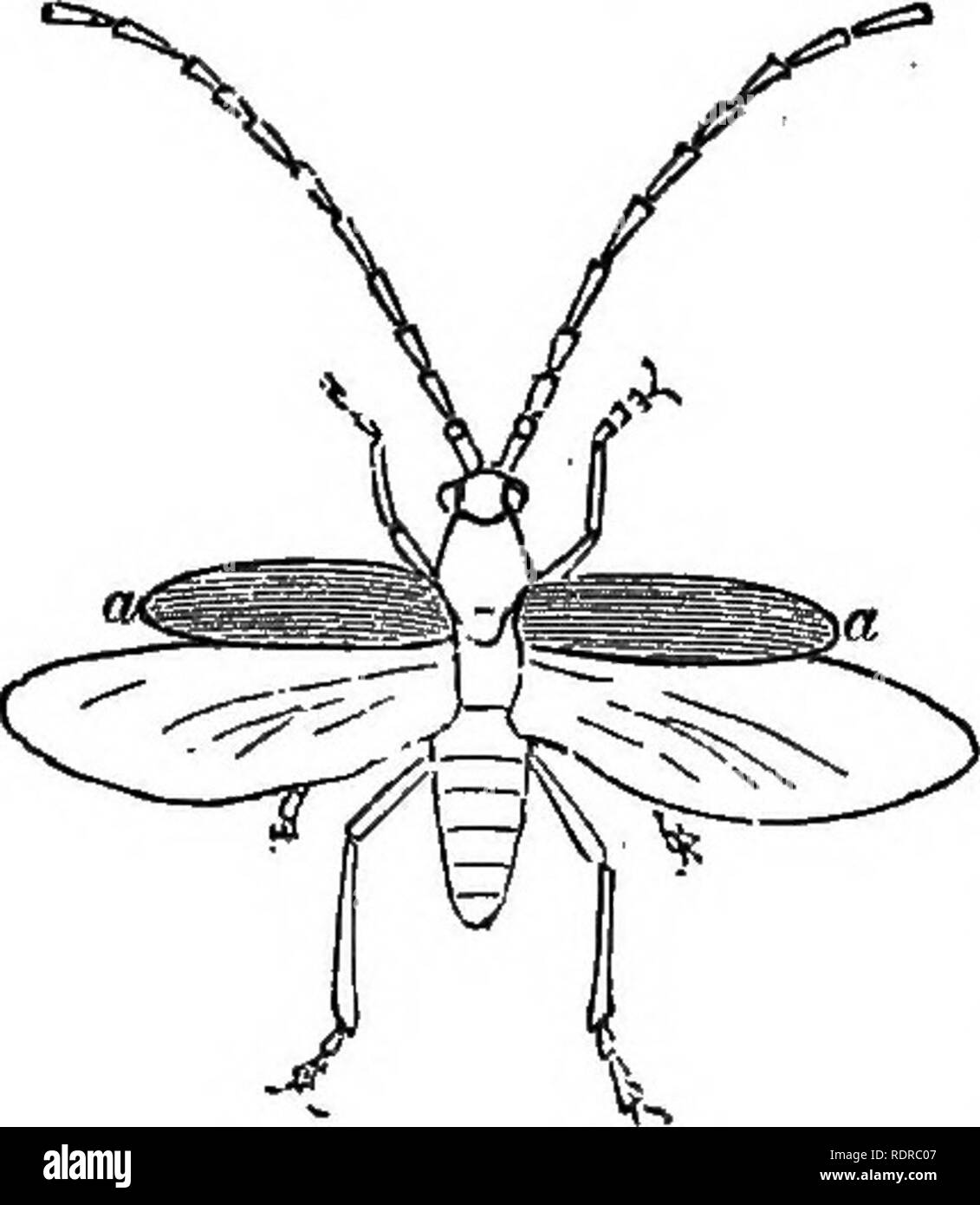 Y shaped structure Cut Out Stock Images & Pictures - Alamy