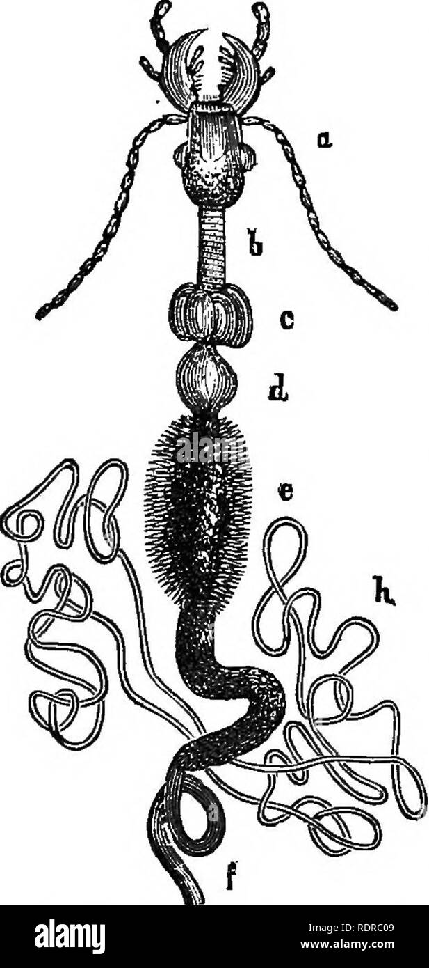 Cornea microscope Cut Out Stock Images & Pictures - Alamy