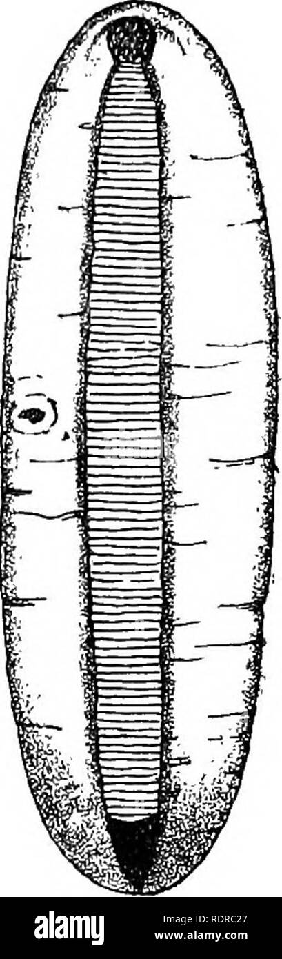 Original oblongo hi-res stock photography and images - Alamy