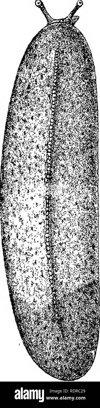 Genital orifice hi-res stock photography and images - Alamy