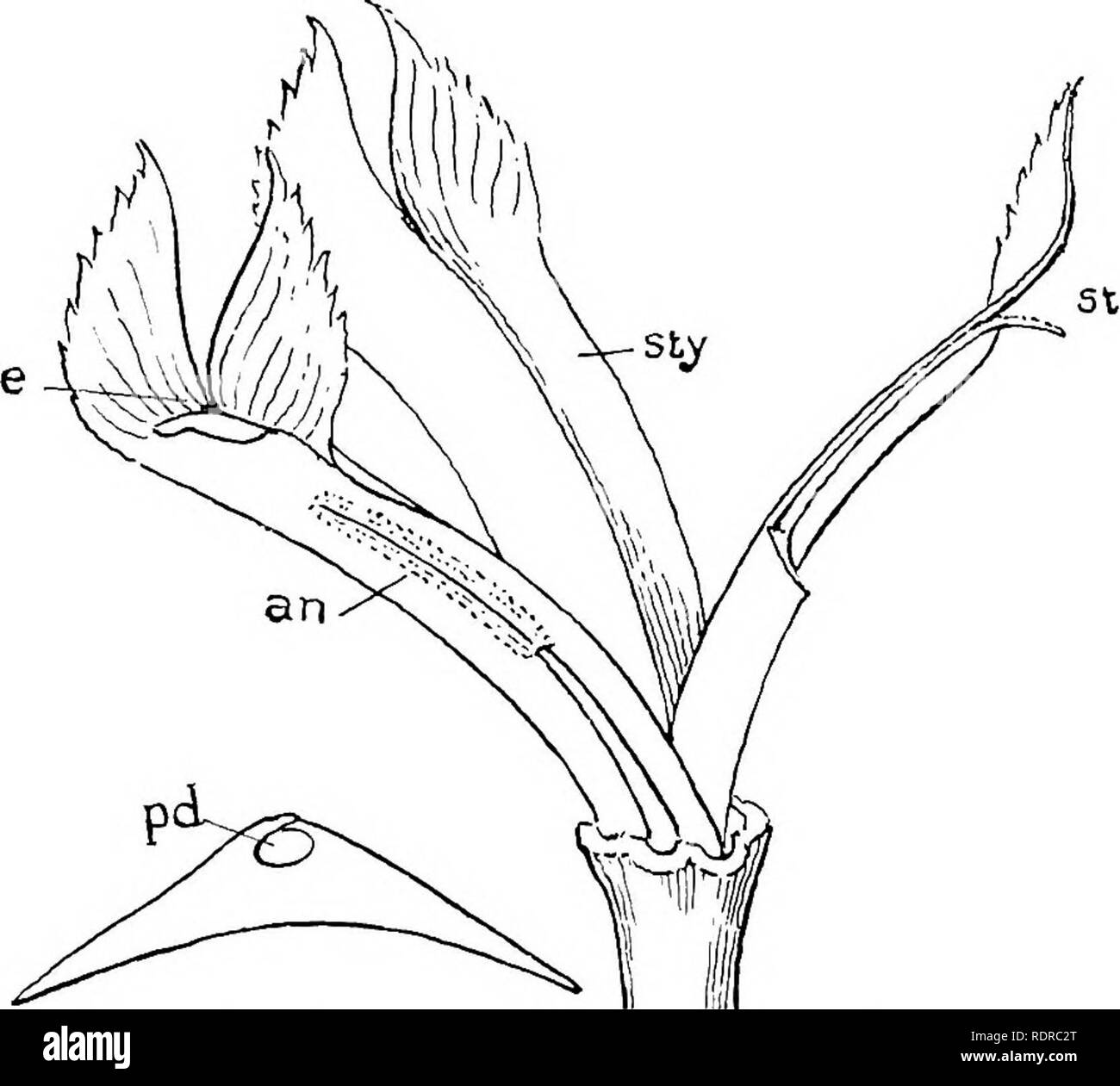 . Tall bearded iris (fleur-de-lis) a flower of song; names ...