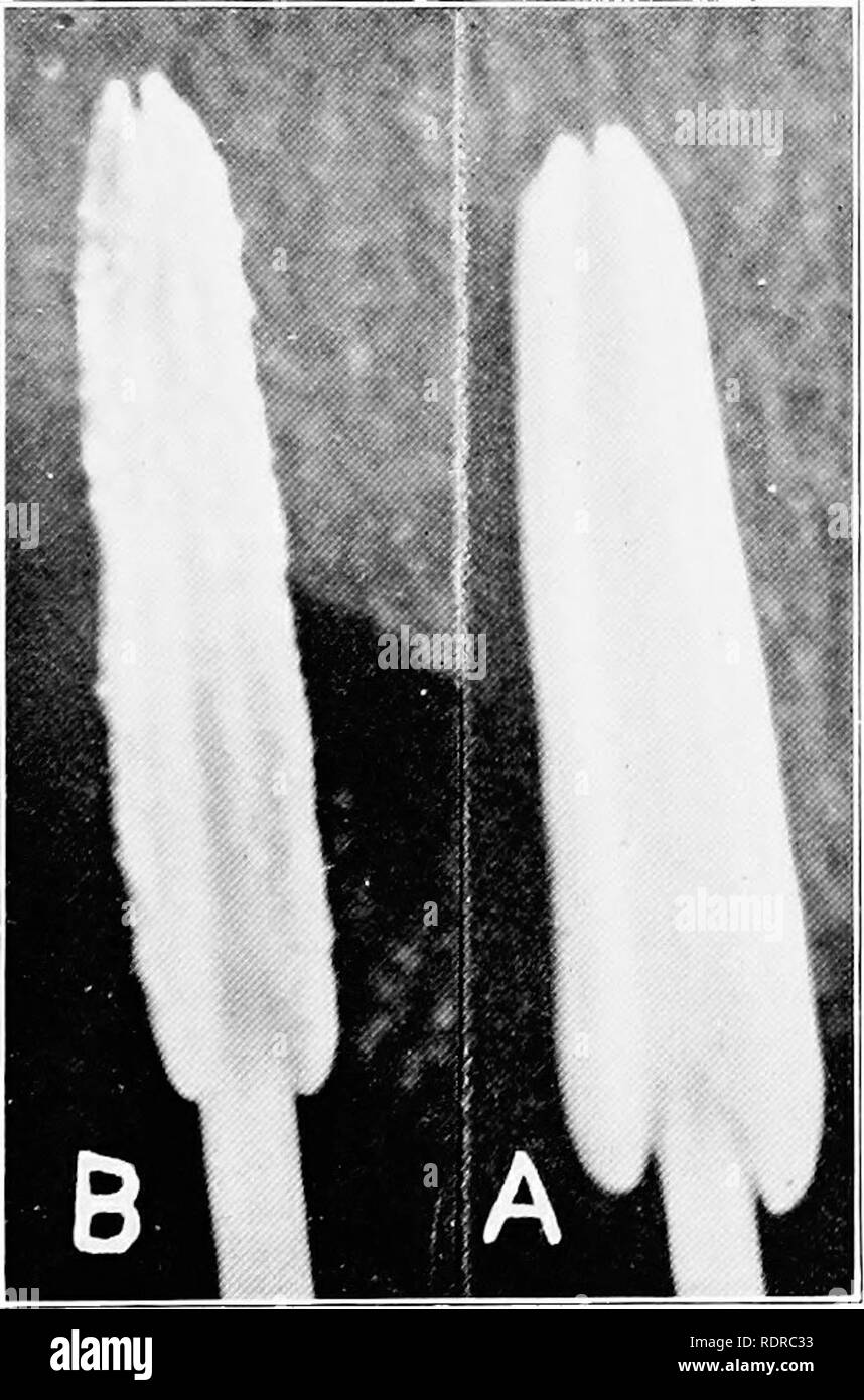 Propagation de pollen hi-res stock photography and images - Alamy