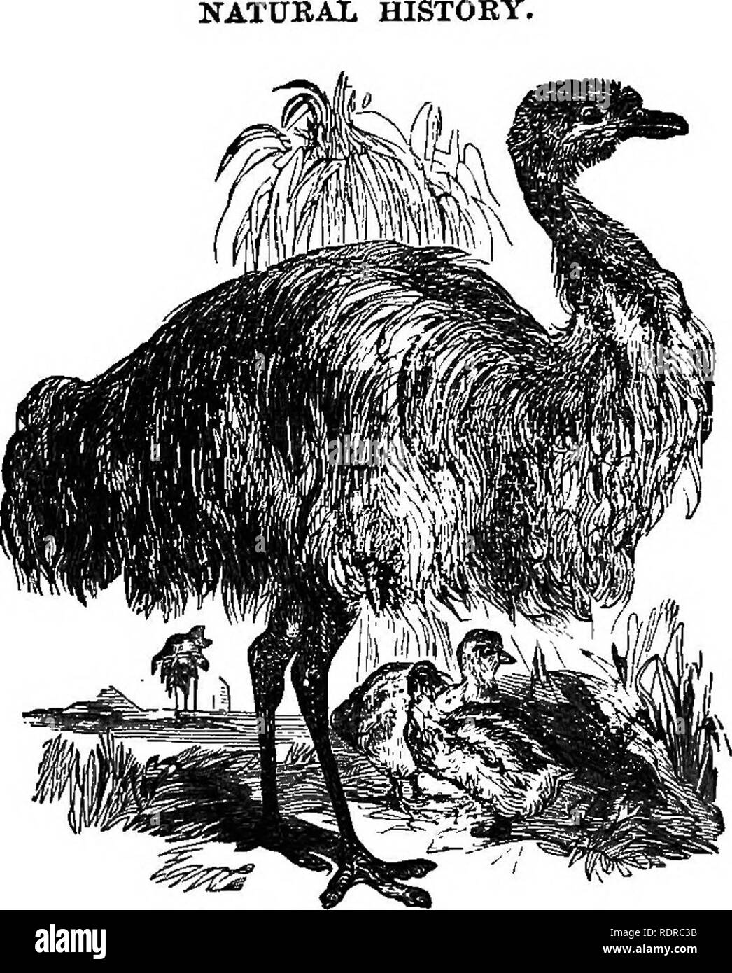 Emu Bird Feet