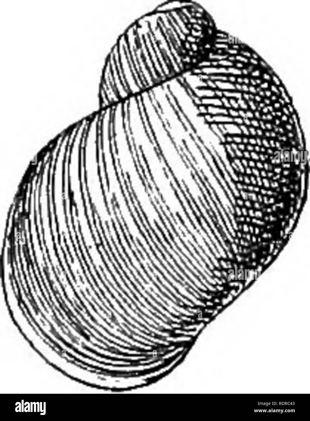 Rimate hi-res stock photography and images - Alamy