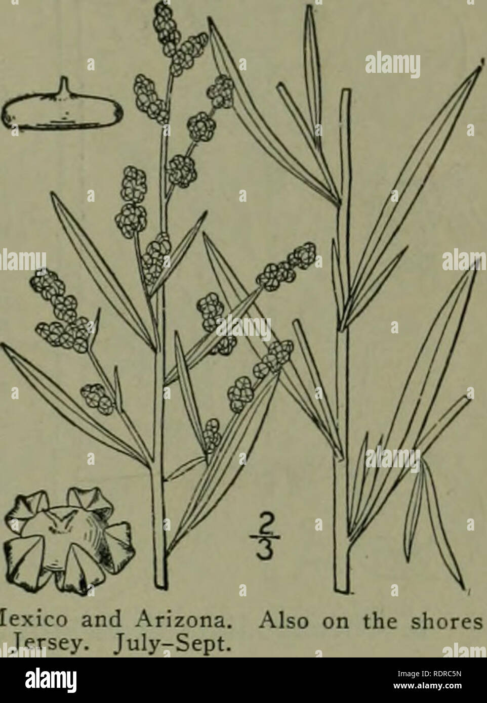 Chenopodium family hi-res stock photography and images - Alamy