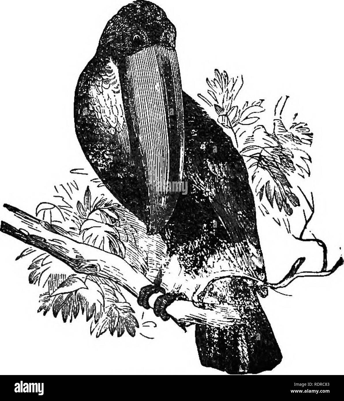 Prehensile Feet Cut Out Stock Images & Pictures - Alamy