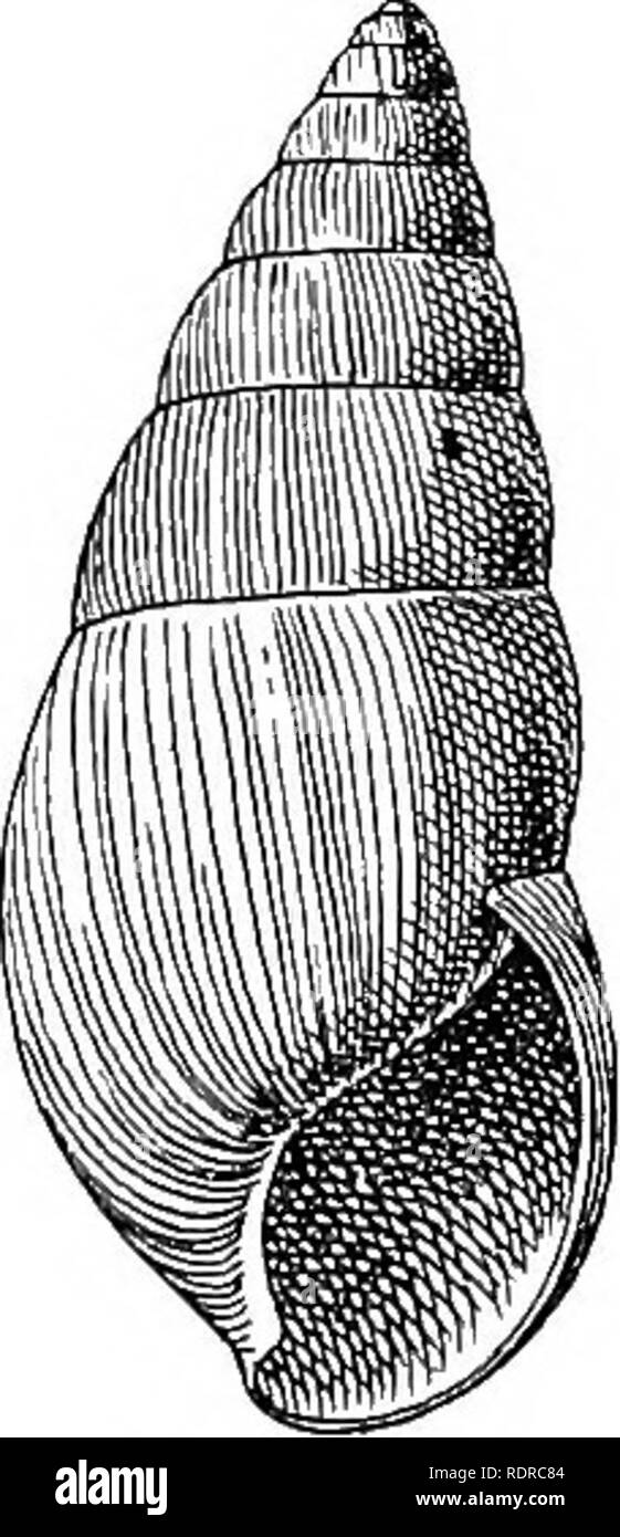 Mollusc Spire