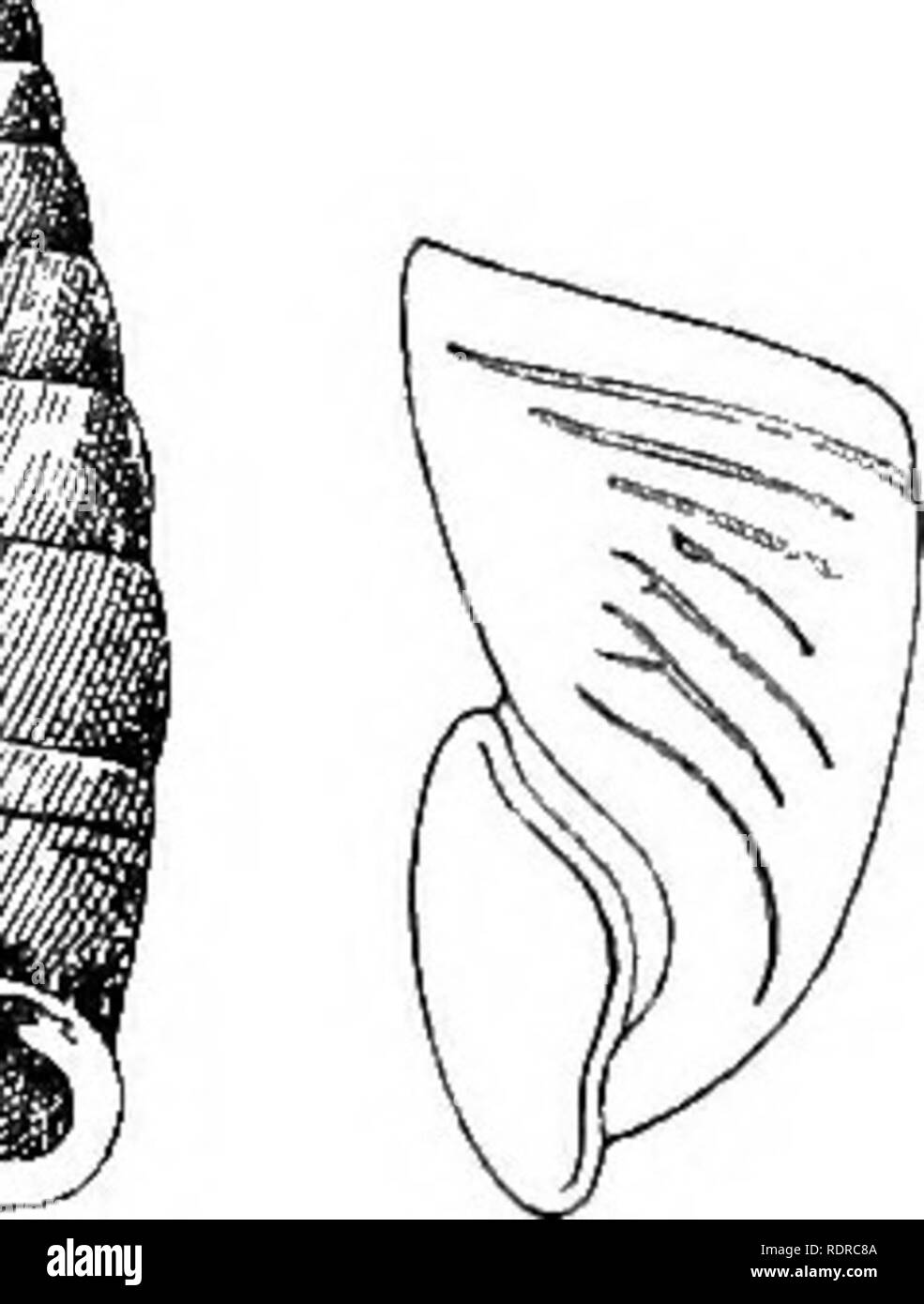 . Mollusca ... Mollusks. CLA.USILIA. '617 There are seven palatal ...