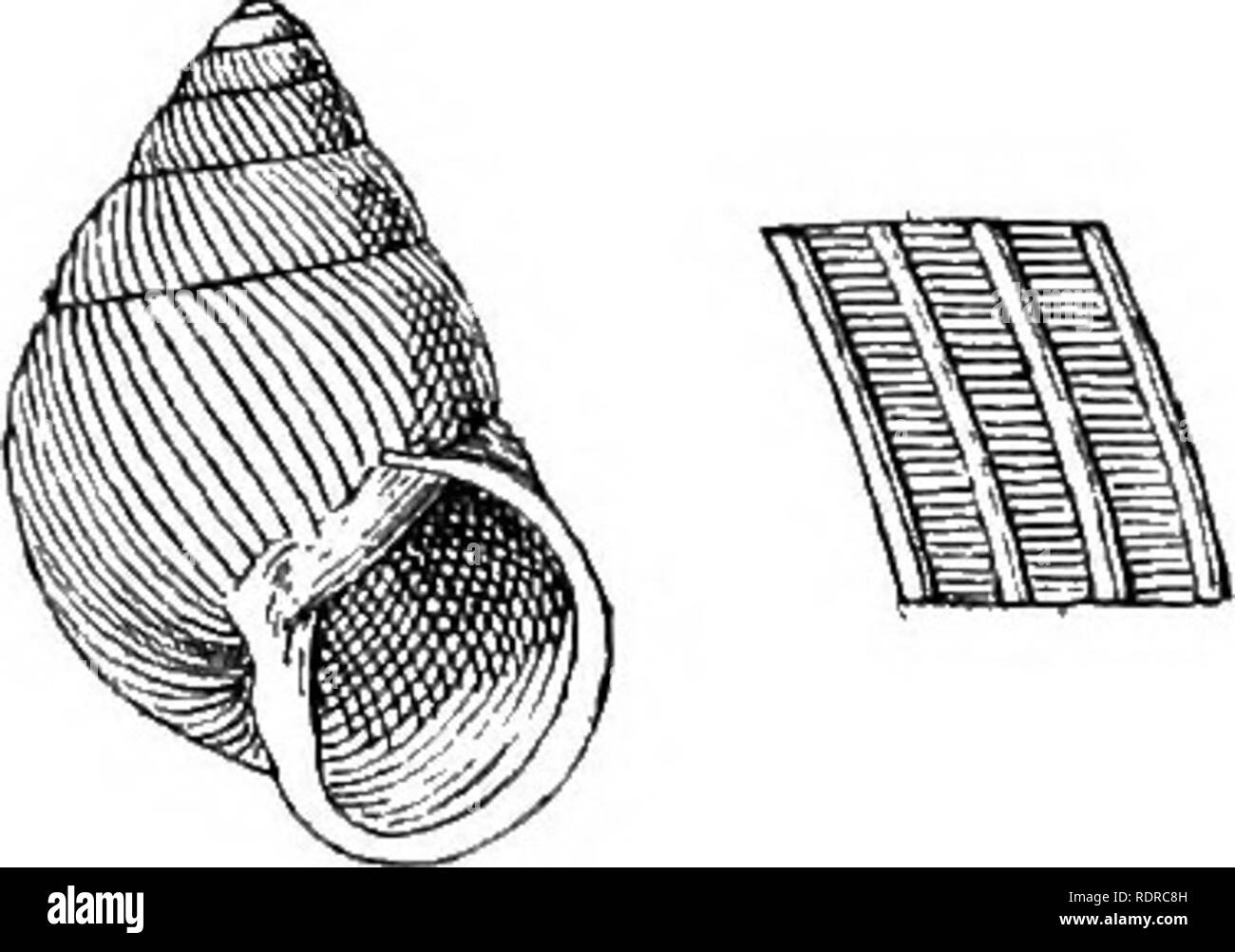 Spire shell Black and White Stock Photos & Images - Alamy