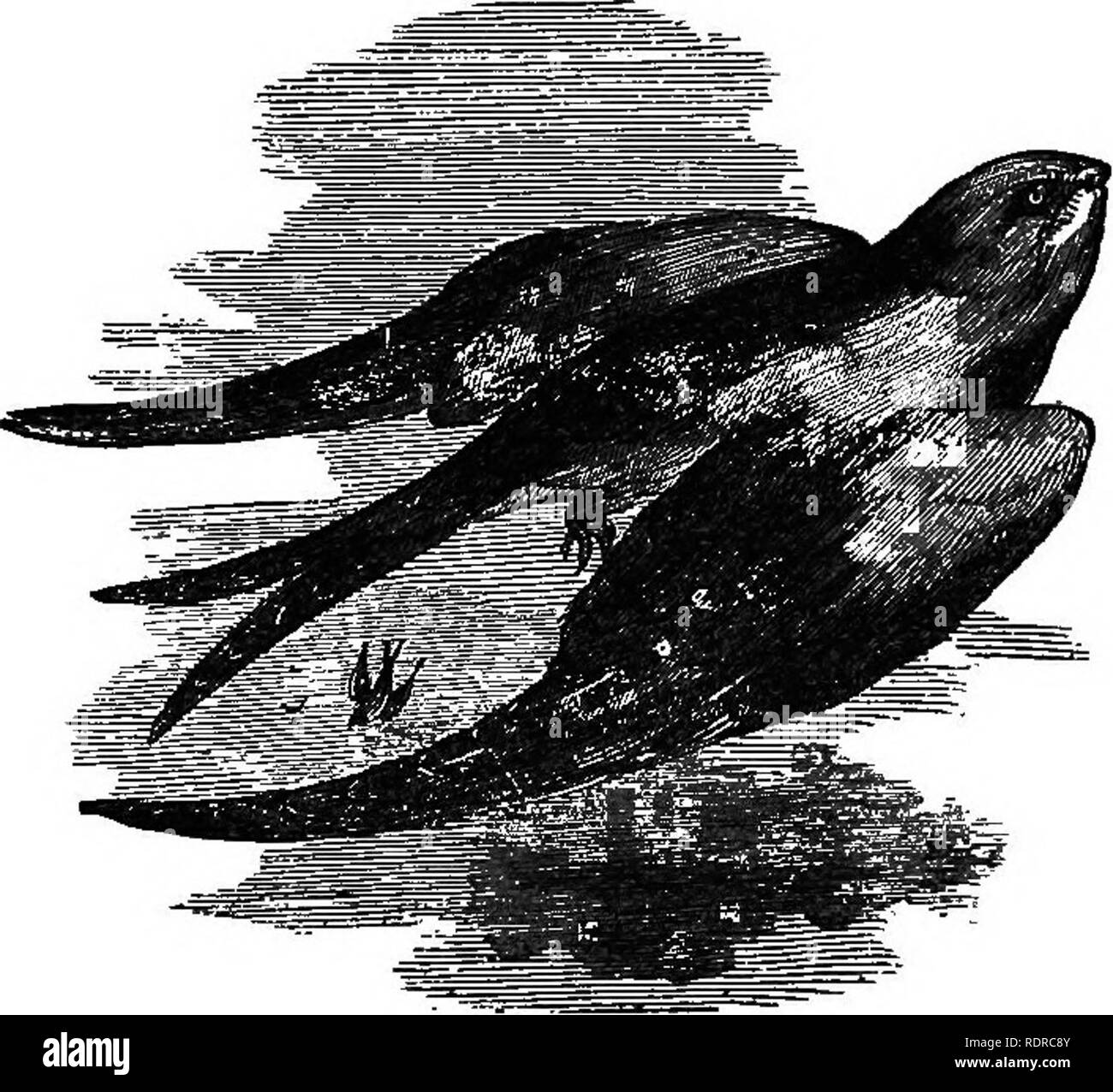 . Natural history. For the use of schools and families. Zoology ...