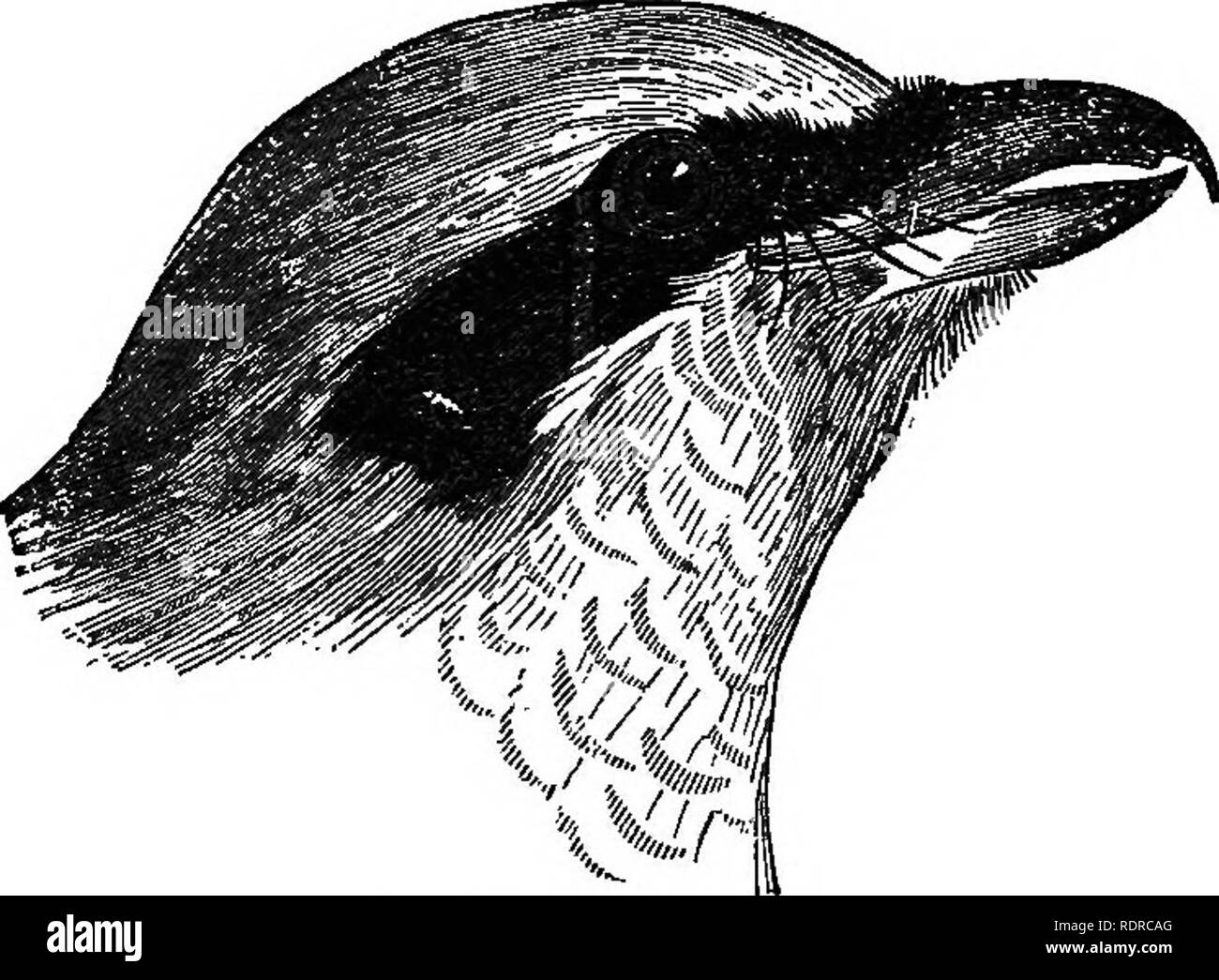 Bill the butcher Black and White Stock Photos & Images - Alamy