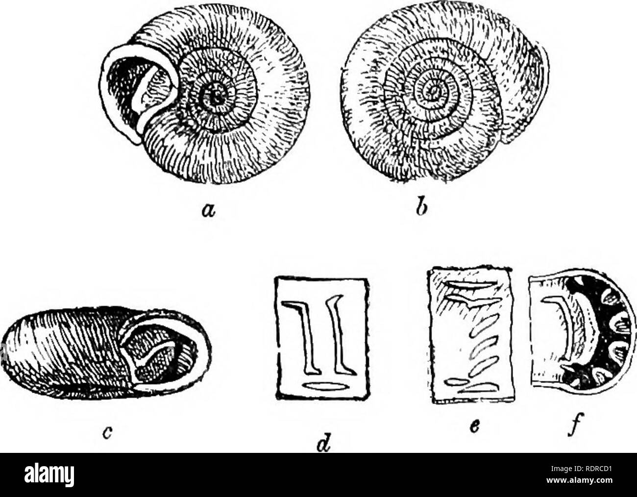 . Mollusca ... Mollusks. lis nHLICID^E. given ofE from the parietal ...