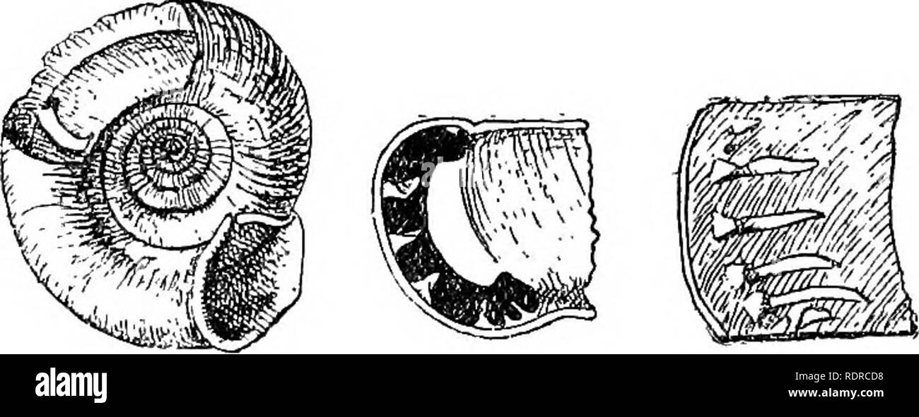 Alternating curved forms Black and White Stock Photos & Images - Alamy