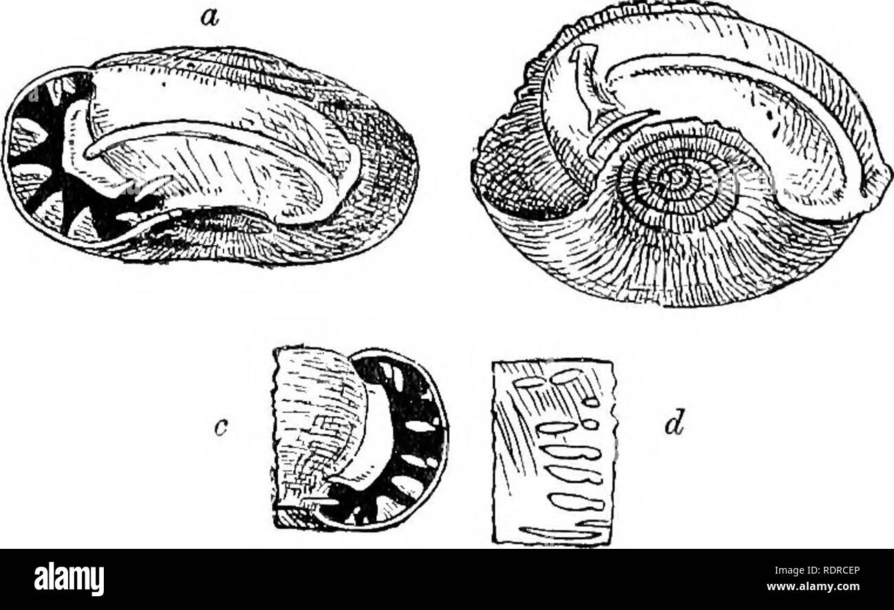 . Mollusca ... Mollusks. 96 HELIOID^B. obliquely, their posterior ...