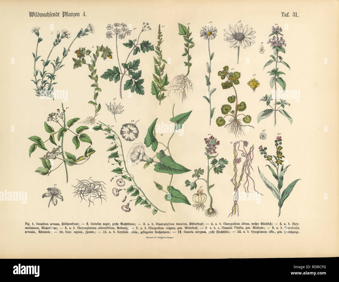 Wildflower and Medicinal Herbal Plants, Victorian Botanical ...