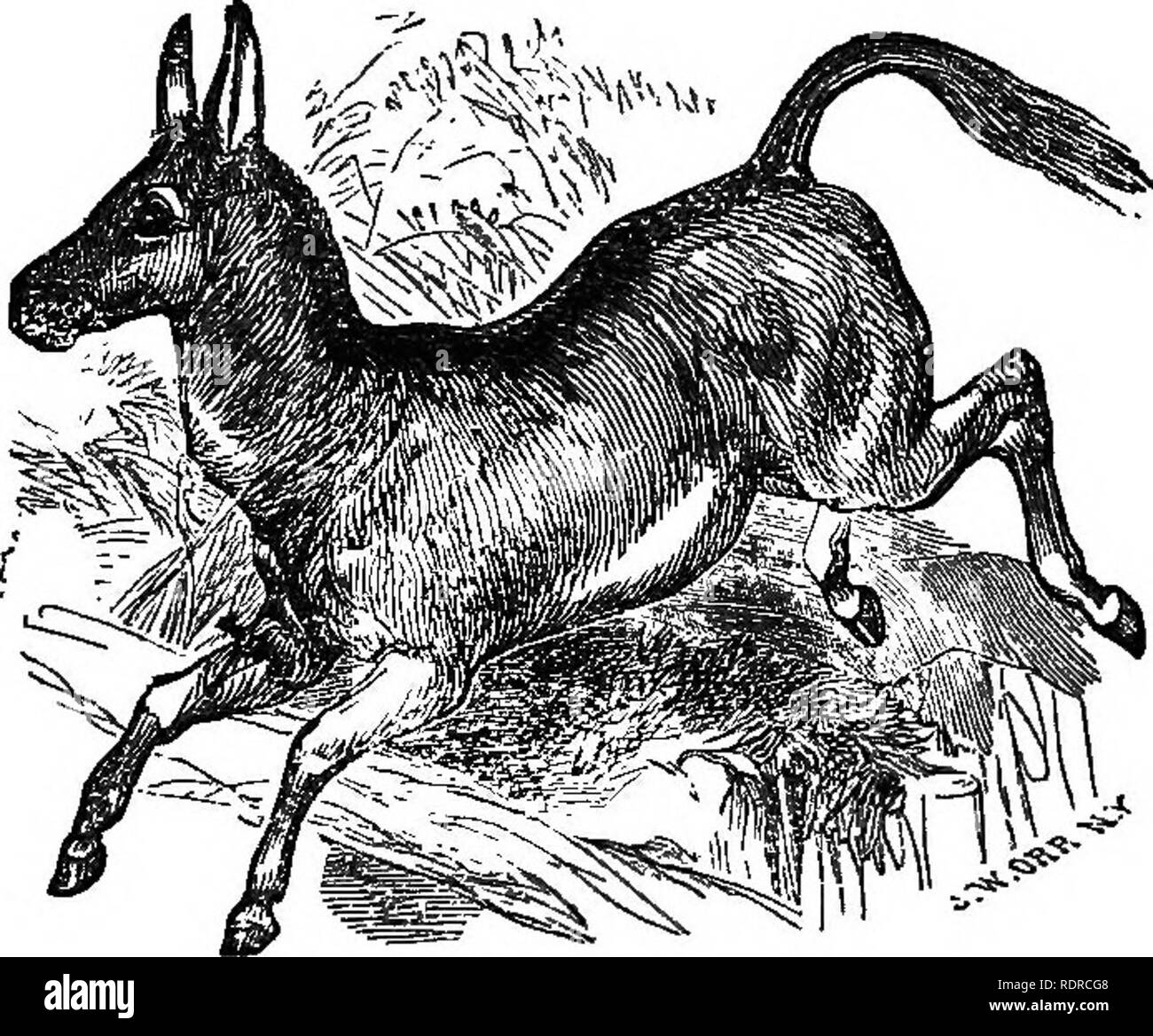 Strongest animal in the world hi-res stock photography and images - Alamy