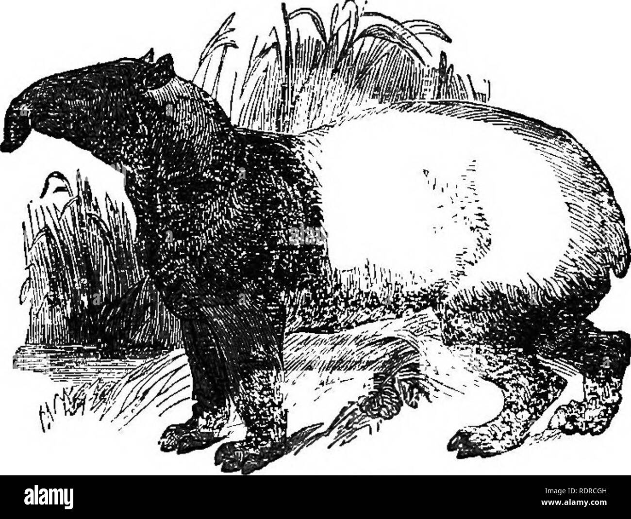 Malay tapir hi-res stock photography and images - Alamy