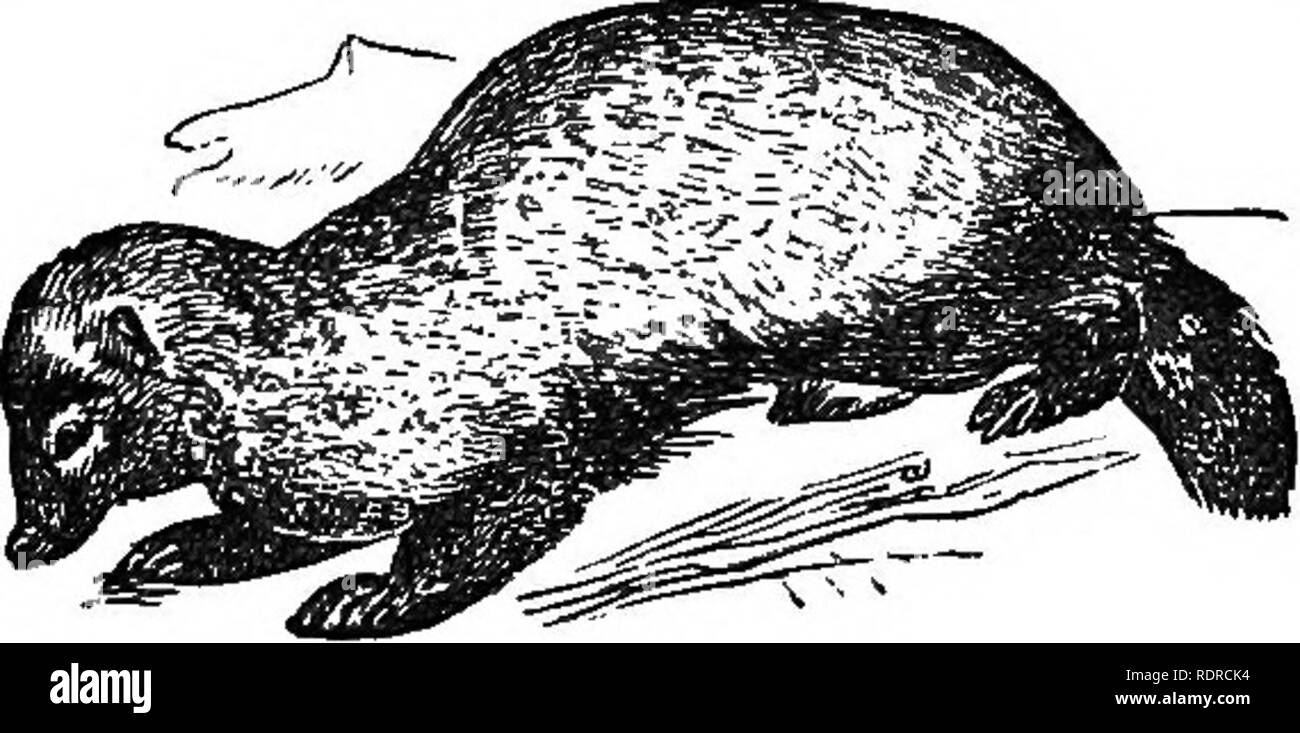 Badger damage hi-res stock photography and images - Alamy