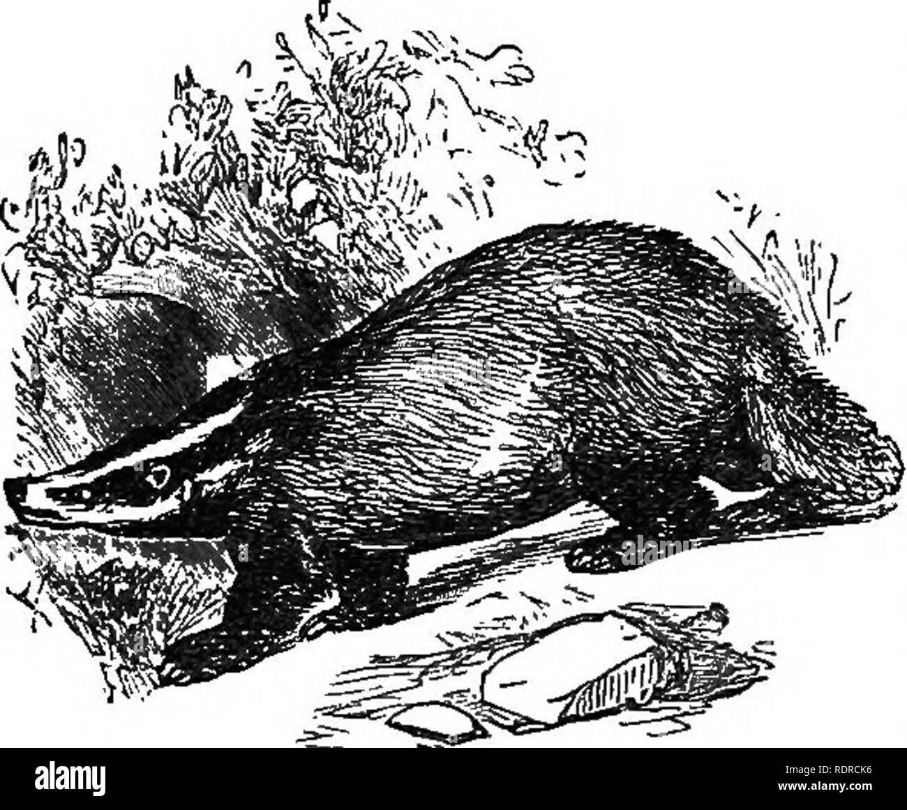 Honey badger honey bees hi-res stock photography and images - Alamy