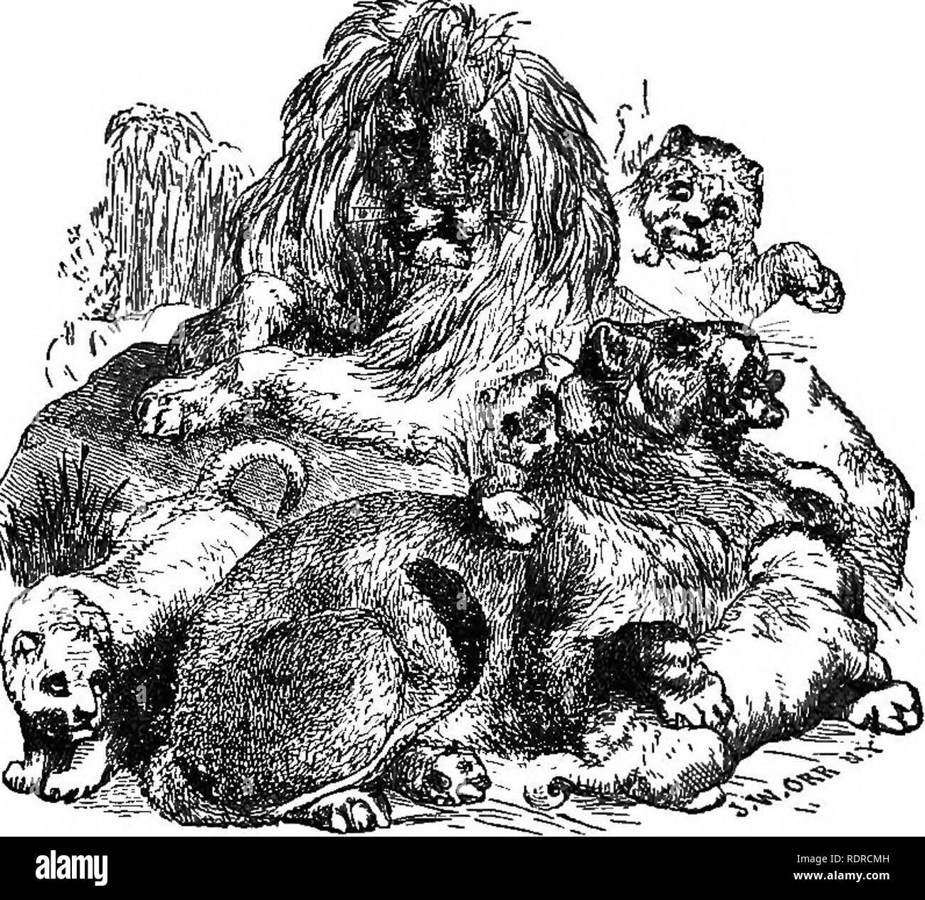 Dare lion hi-res stock photography and images - Alamy