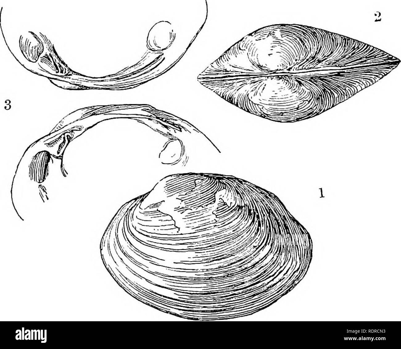. Mollusca ... Mollusks. PAEEBySIA. 173 posteriorly ; anterior side ...