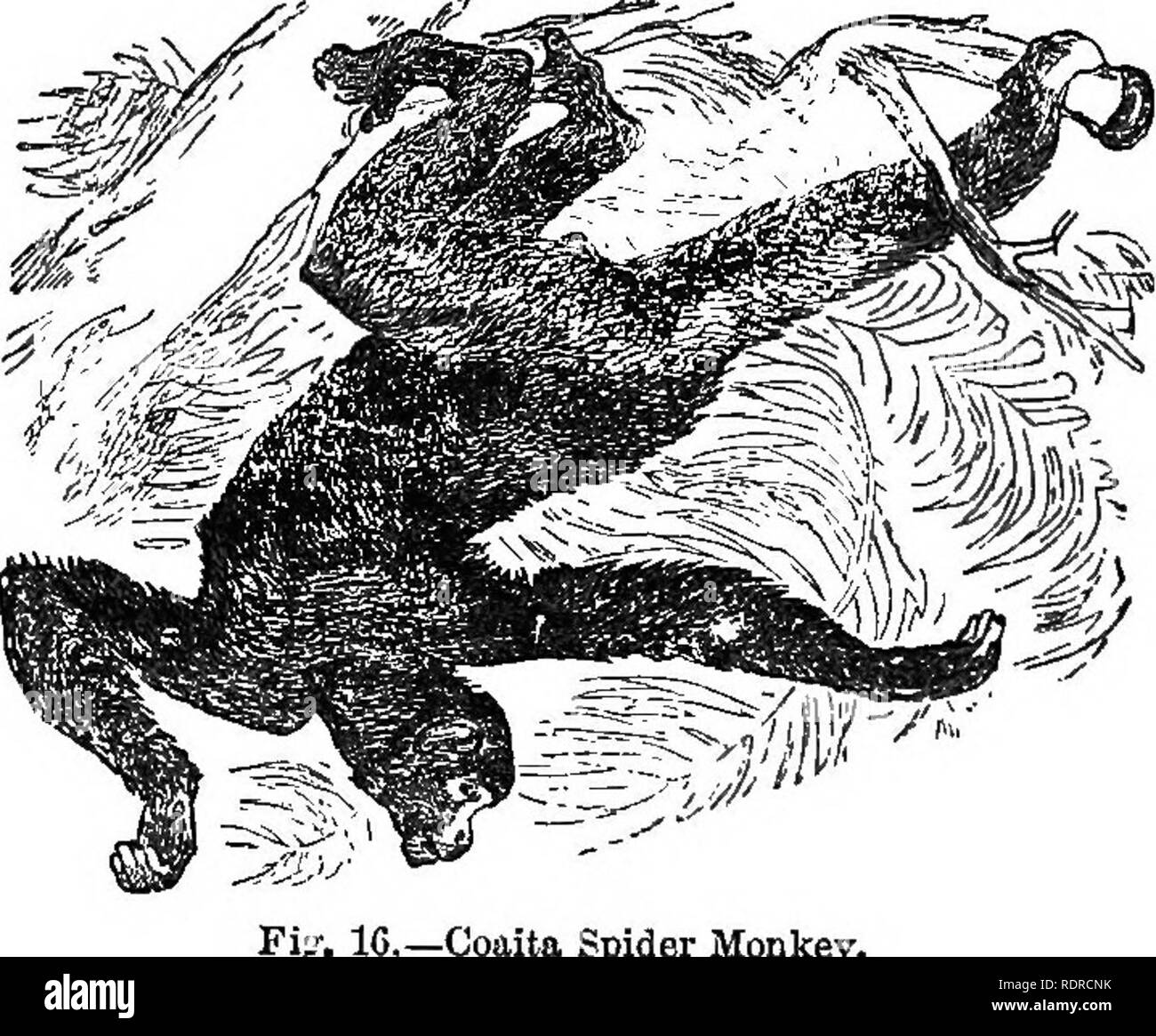 Half Spider Half Monkey