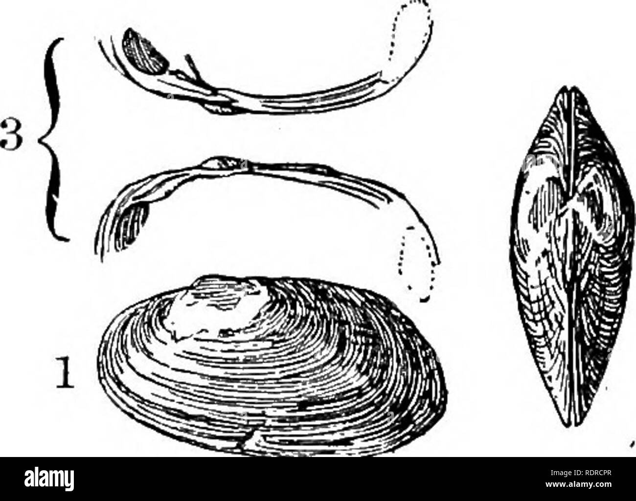 Periostracum shell Black and White Stock Photos & Images - Alamy