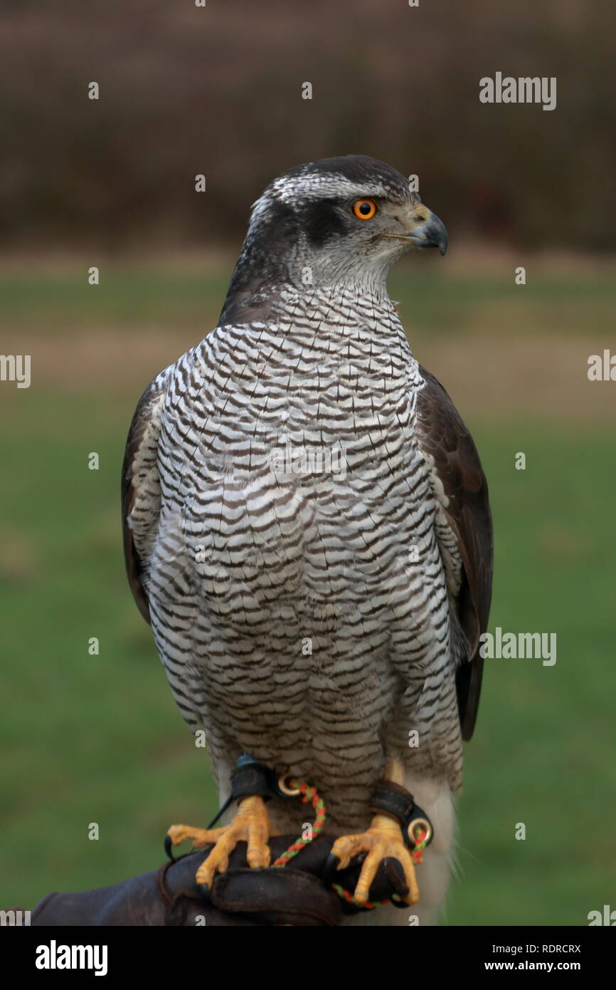 Female Goshawk at rest, South Yorkshire December captive Stock Photo ...
