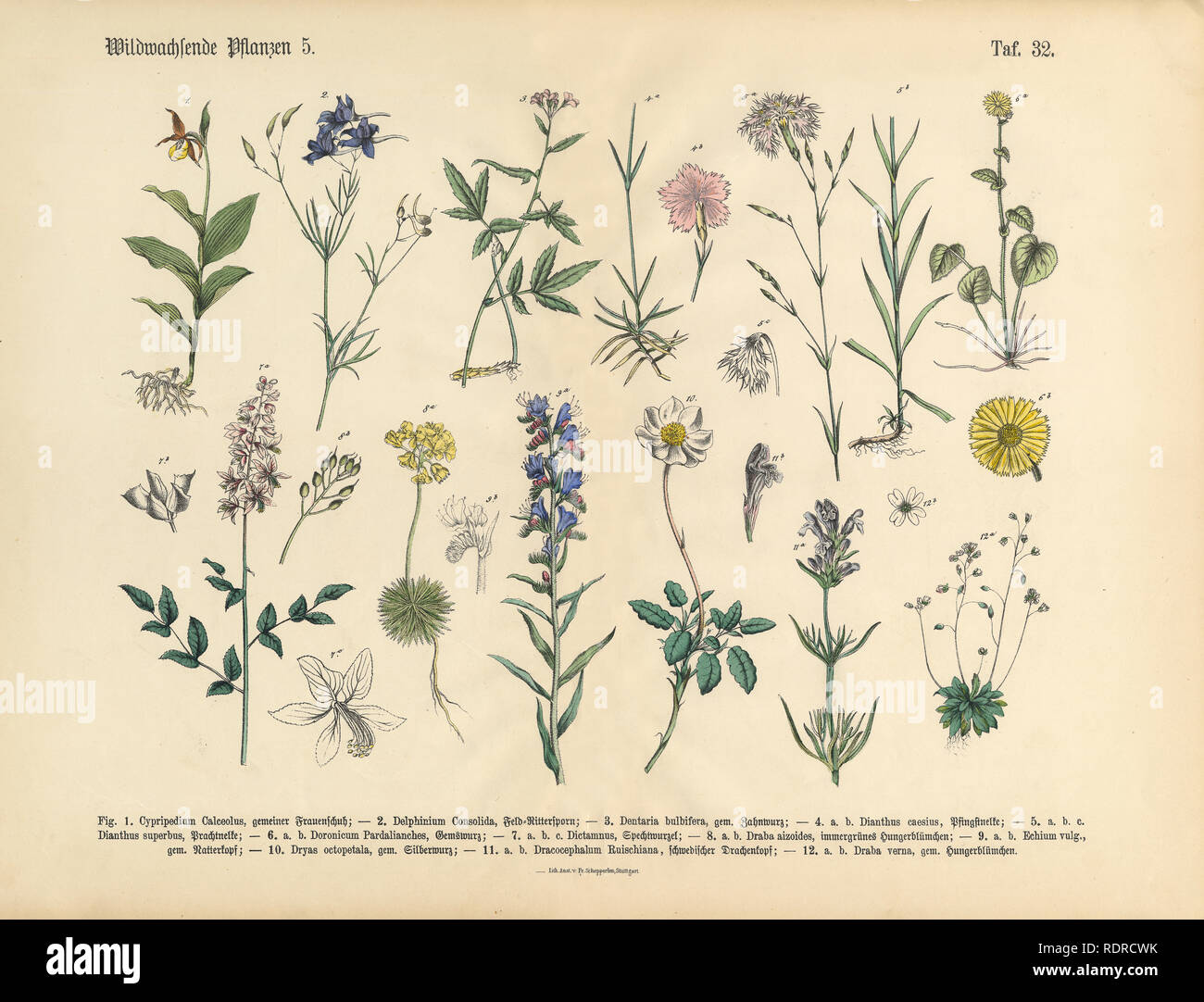 Wildflower and Medicinal Herbal Plants, Victorian Botanical ...