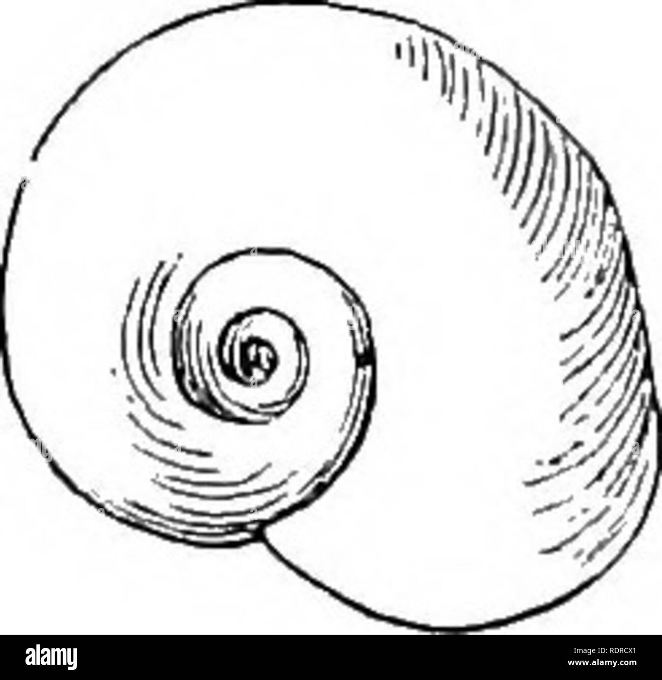 Mollusc Spire