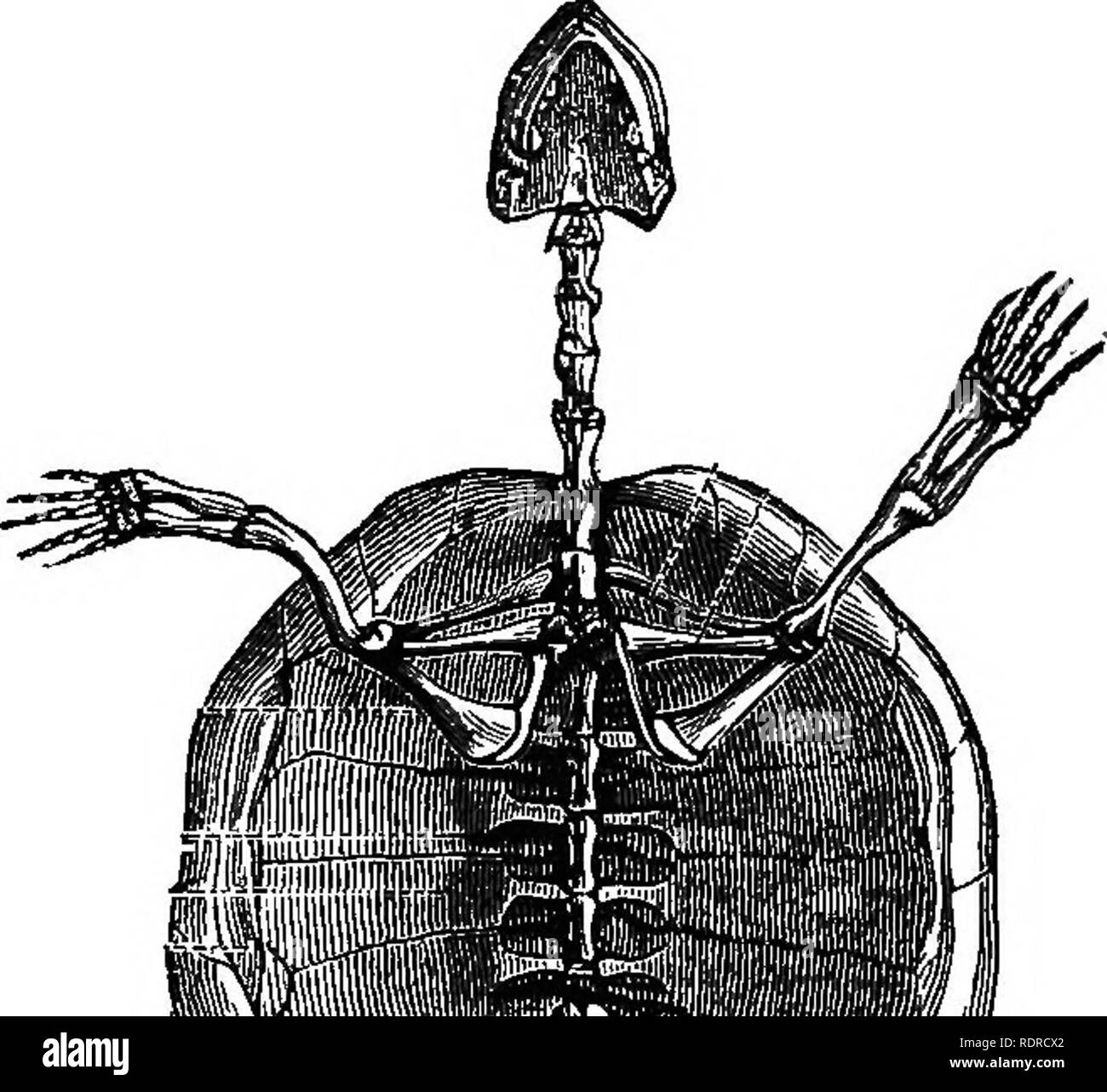 Skeleton Of A Turtle High Resolution Stock Photography and Images - Alamy