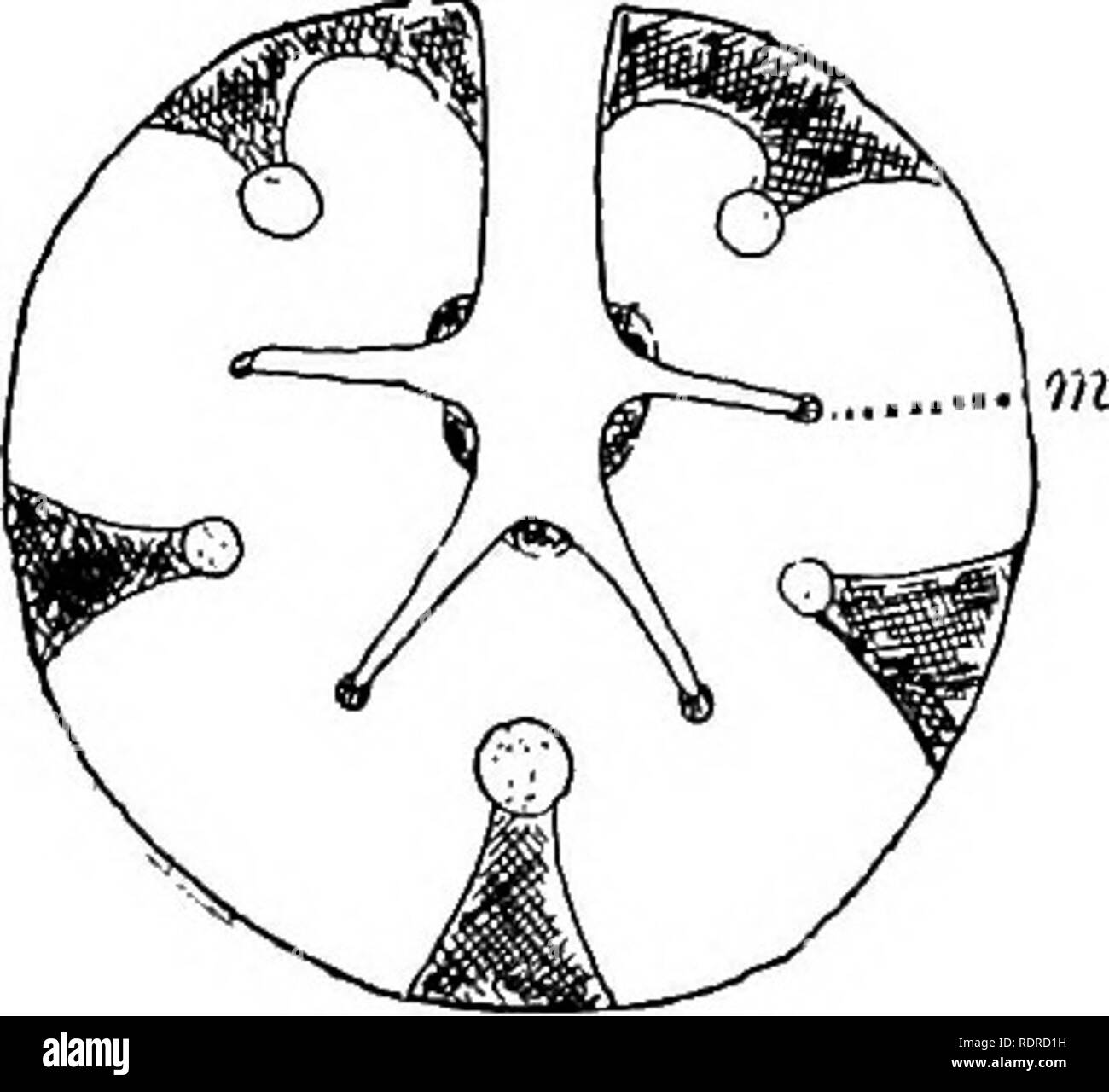 Poa annua leaf hi-res stock photography and images - Alamy