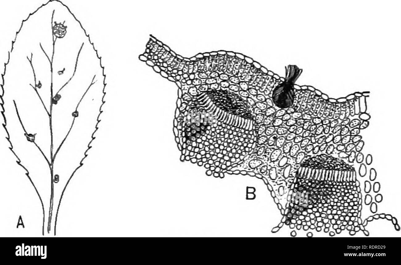 . Introduction to botany. Botany. Algas, Fungi, and Lichens. 281 bushes ...