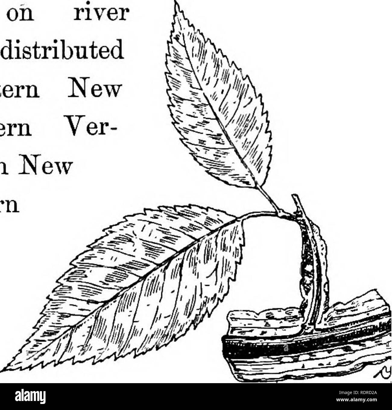 Witch elm tree hi-res stock photography and images - Alamy